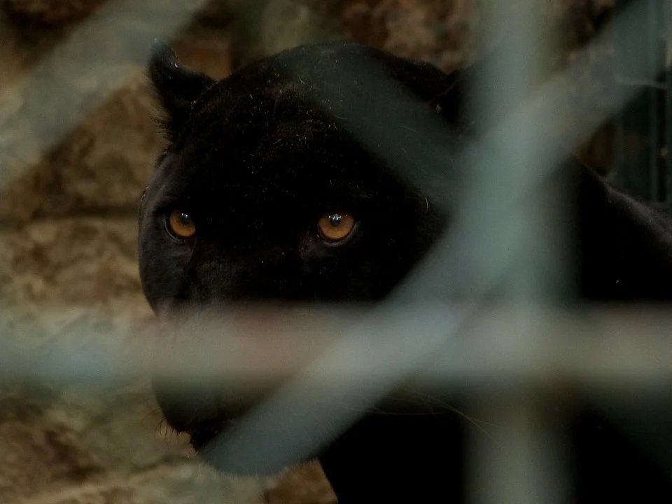Black panther sighted in northern Serbia