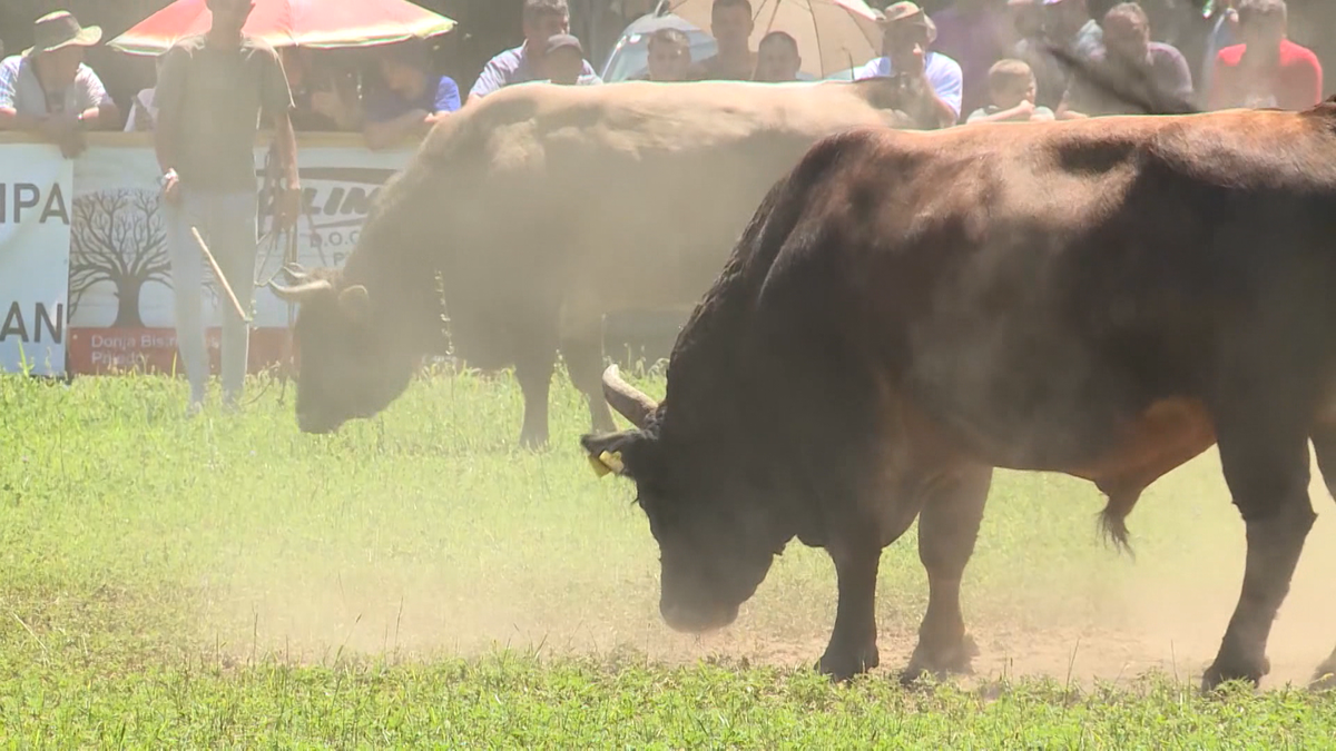 Korida pored Banjaluke: "Volovi su dio porodice, a koride mjesto druženja i upoznavanja"