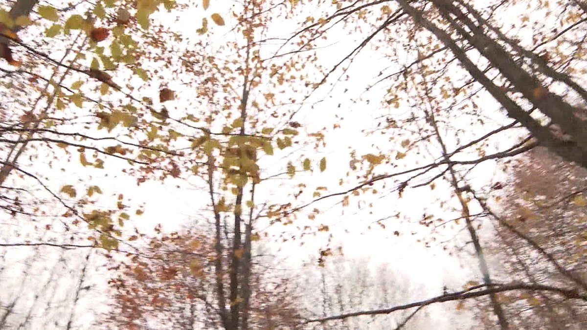 Odgovornost je na Parlamentu: Ustavni sud odlučio - šume su vlasništvo BiH