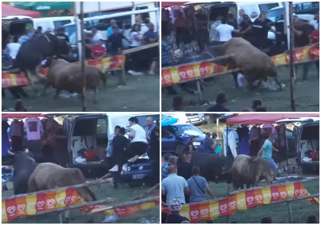 Tragedy nearly avoided when bulls breached fence at bullfighting event ...