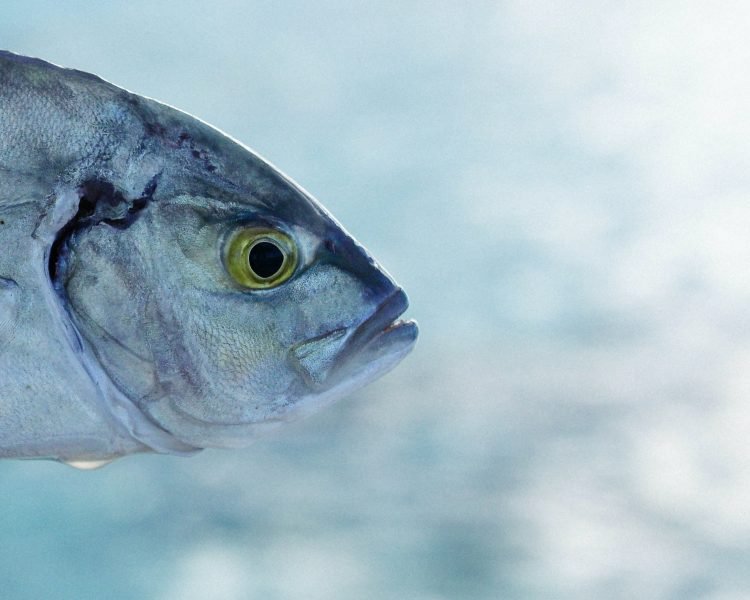 Neke vrste ribe ne biste trebali jesti često, mogu imati štetne posljedice