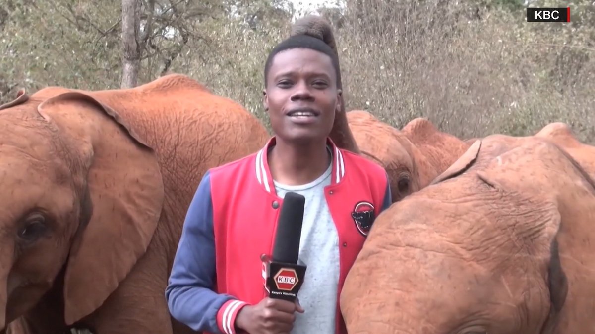 Simpatični slonić postao zvijezda tokom javljanja reportera (VIDEO)