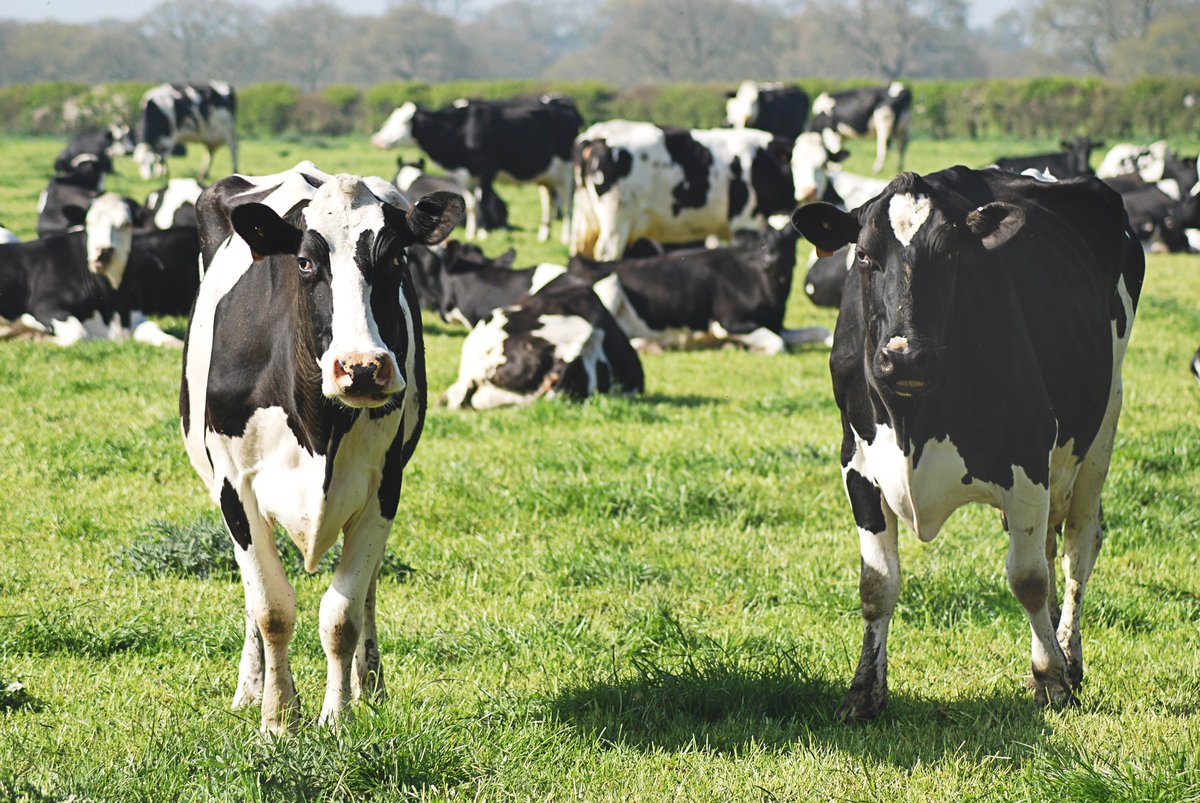 Kina uspješno klonirala 3 visoko produktivne "super krave"