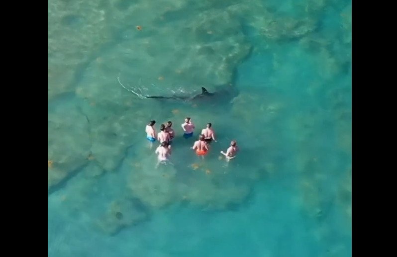 Stajali su u plićaku, a onda je počela da im prilazi ajkula (VIDEO)
