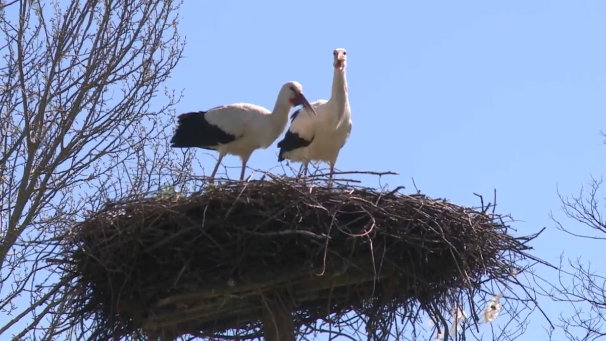 Ljubav pred kamerama: Vratile se rode na sjever BiH (VIDEO)