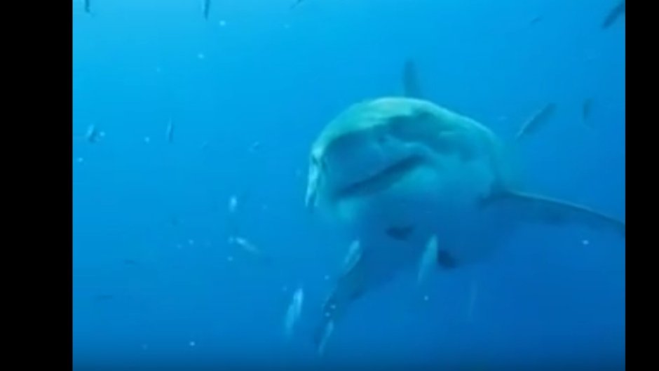 Ajkula duga šest metara viđena kod hrvatskog ostrva