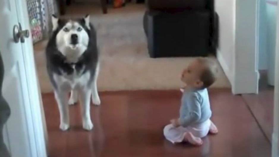 Preslatki "duet" haskija i bebe