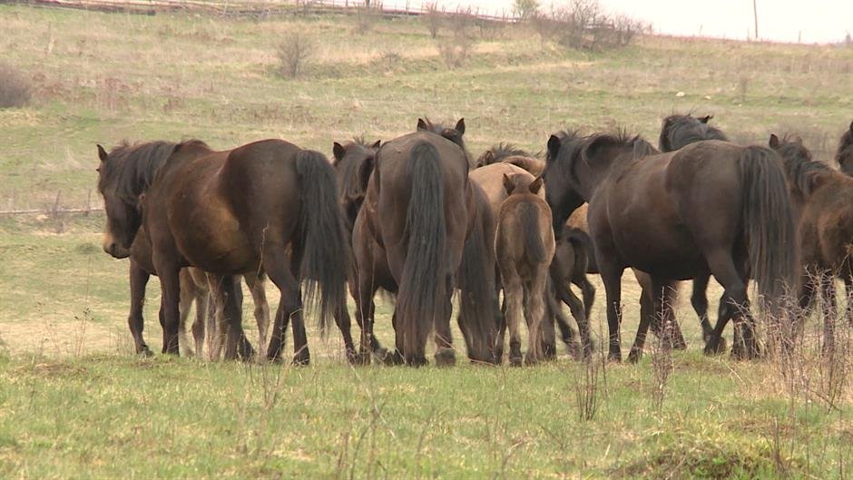 Bosanski brdski konj - vrsta koja izumire