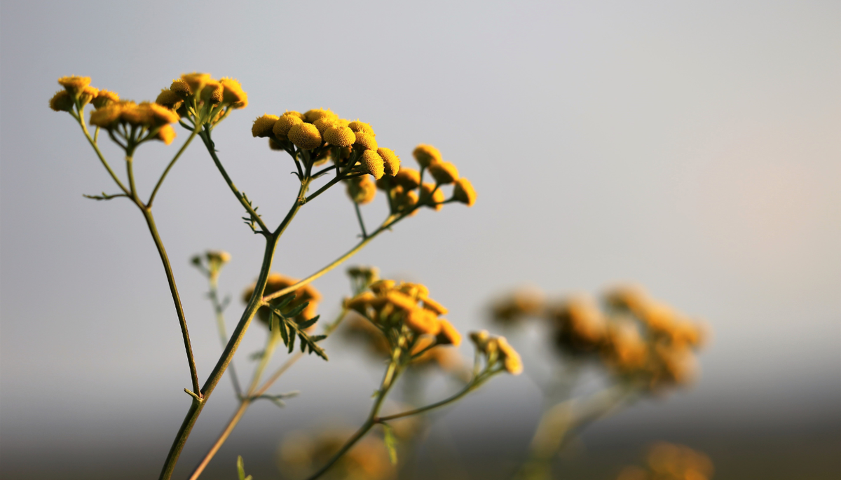 Smilje ulje: Tajna anti-age efekta iz Hercegovine