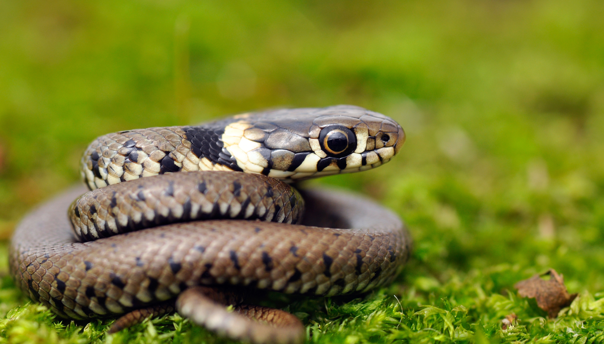 Ako vidite zmiju kako vam se približava, učinite samo jednu stvar ...