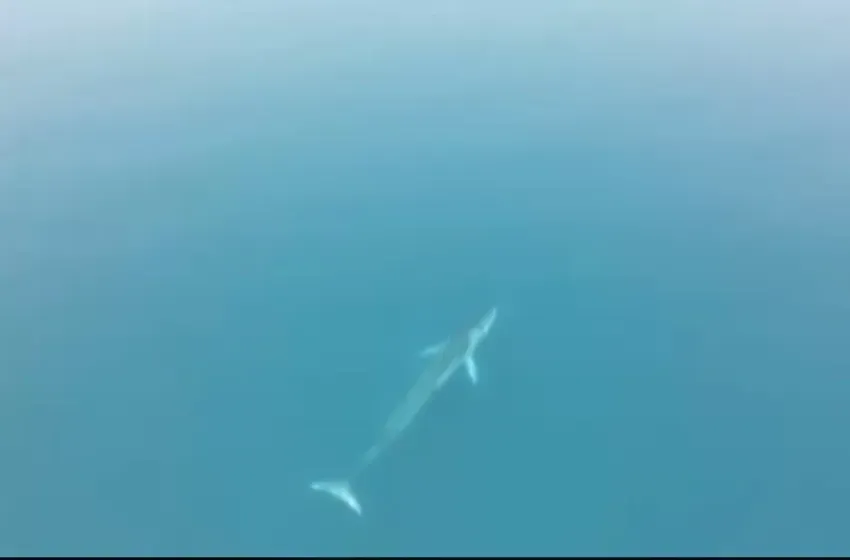 Kit snimljen u Dobrim Vodama: Rijetka pojava u Jadranu (VIDEO)