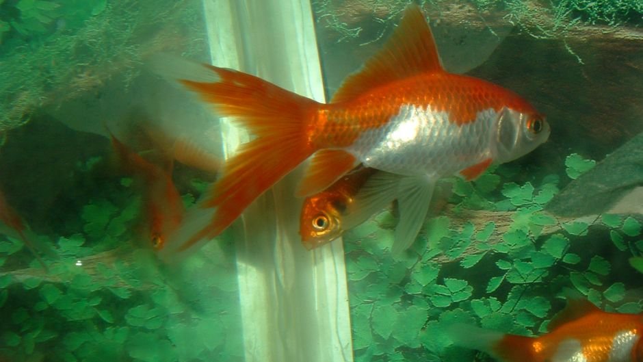 Zlatna ribica može bez hrane nekoliko dana