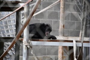 Mimi, najstarija šimpanza na svijetu živi u Zoološkom vrtu u Skoplju ...