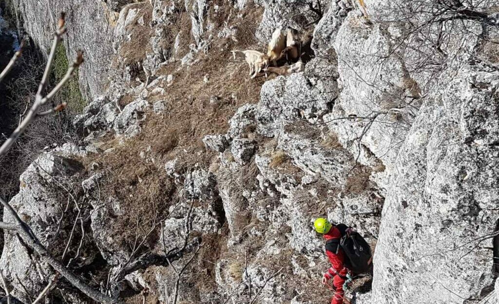 Mountain rescuers save three goats from rocky slopes of Veliki Samograd