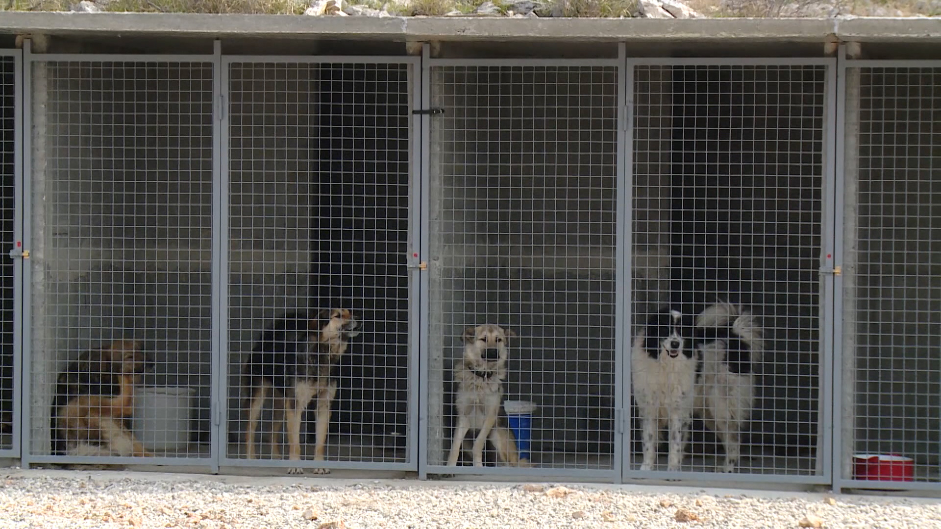 U Rakovici se treba graditi novi azil, moći će zbrinuti 300 pasa i 100 ...