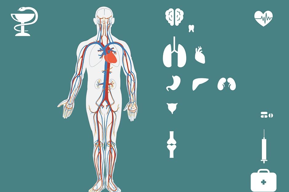 Liječnici su upravo definirali novi organ u ljudskom tijelu - N1