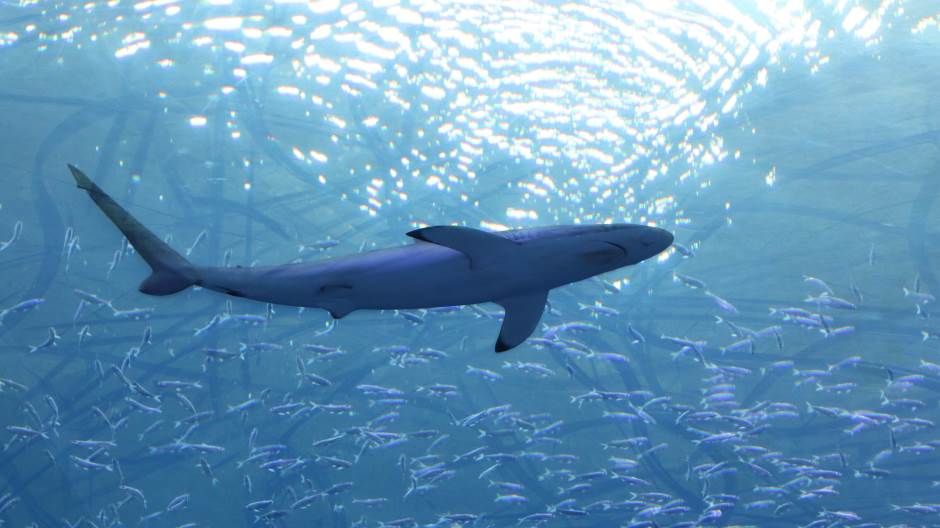 Ajkula duga tri metra snimljena u Crnoj Gori, blizu Budve - N1