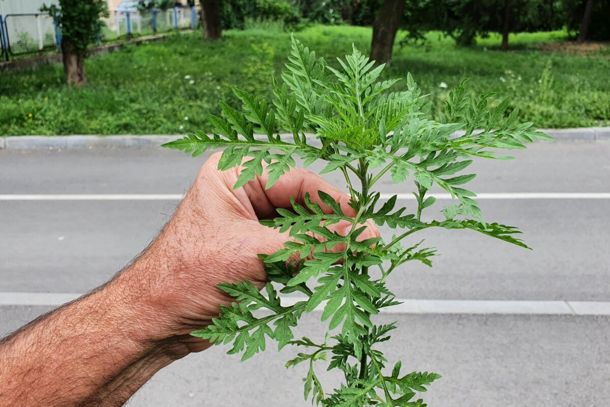 Alergija na ambroziju - simptomi i liječenje: Može izazvati i urinarne ...