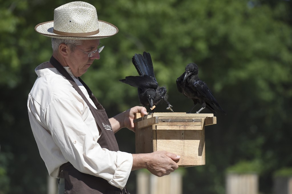 Vrane su inteligentne kao čimpanze
