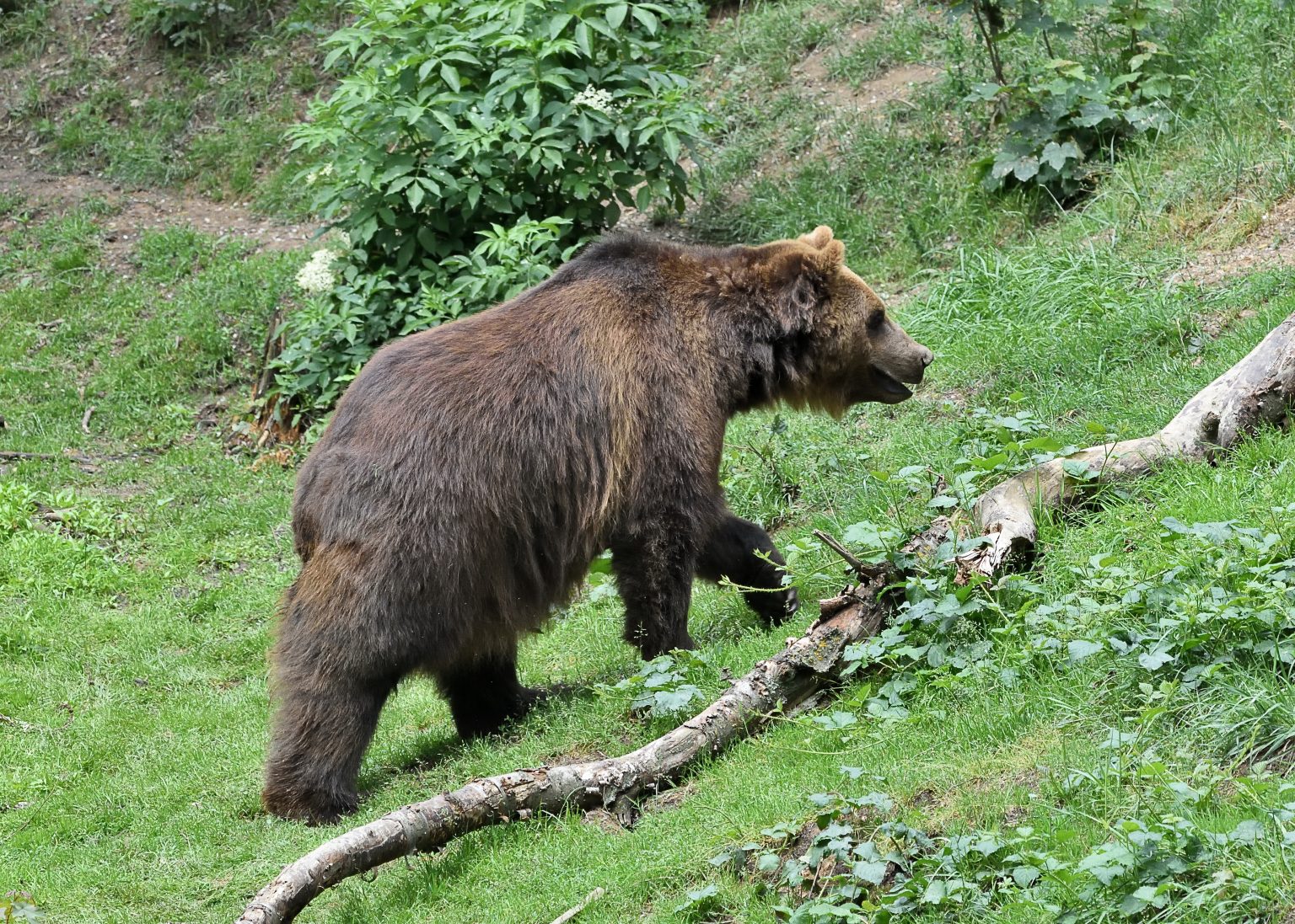 Medvjedi šetaju ulicama Kupresa, lovačka društva nemoćna - N1