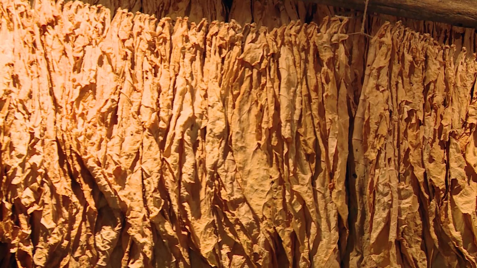 Hercegovački grad ima prvi muzej duhana u regiji (VIDEO) - N1