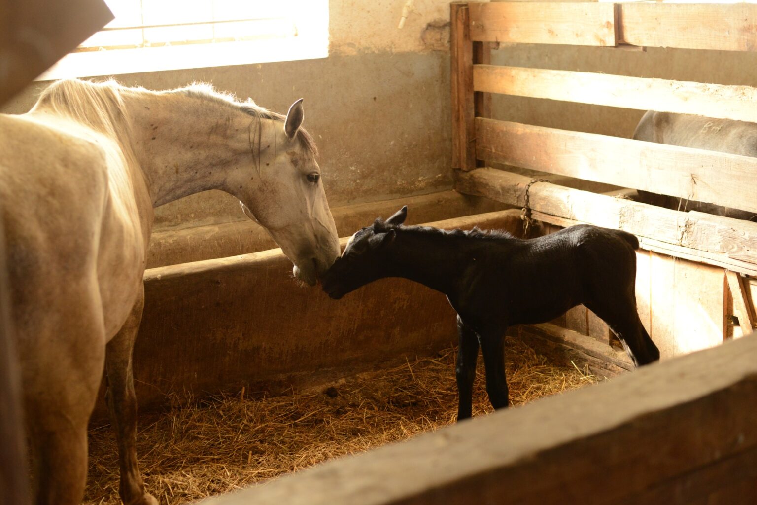 Lipicaneri iz Prnjavora na UNESCO-voj listi kulturnog naslijeđa - N1