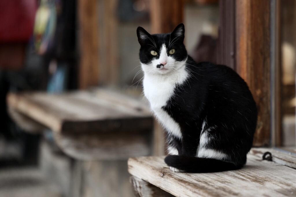 Smiju li mačke konzumirati jogurt? - N1