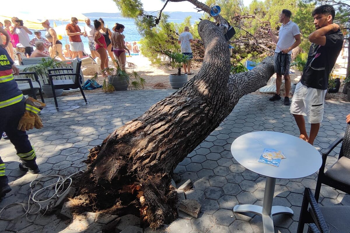 Srušilo se stablo na plaži u Baškoj Vodi, četiri osobe ozlijeđene (FOTO ...