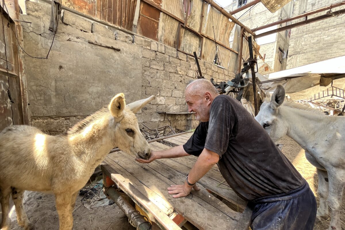 Rat u Gazi: Iako i sami nemaju dovoljno hrane, Palestinci pronalaze ...