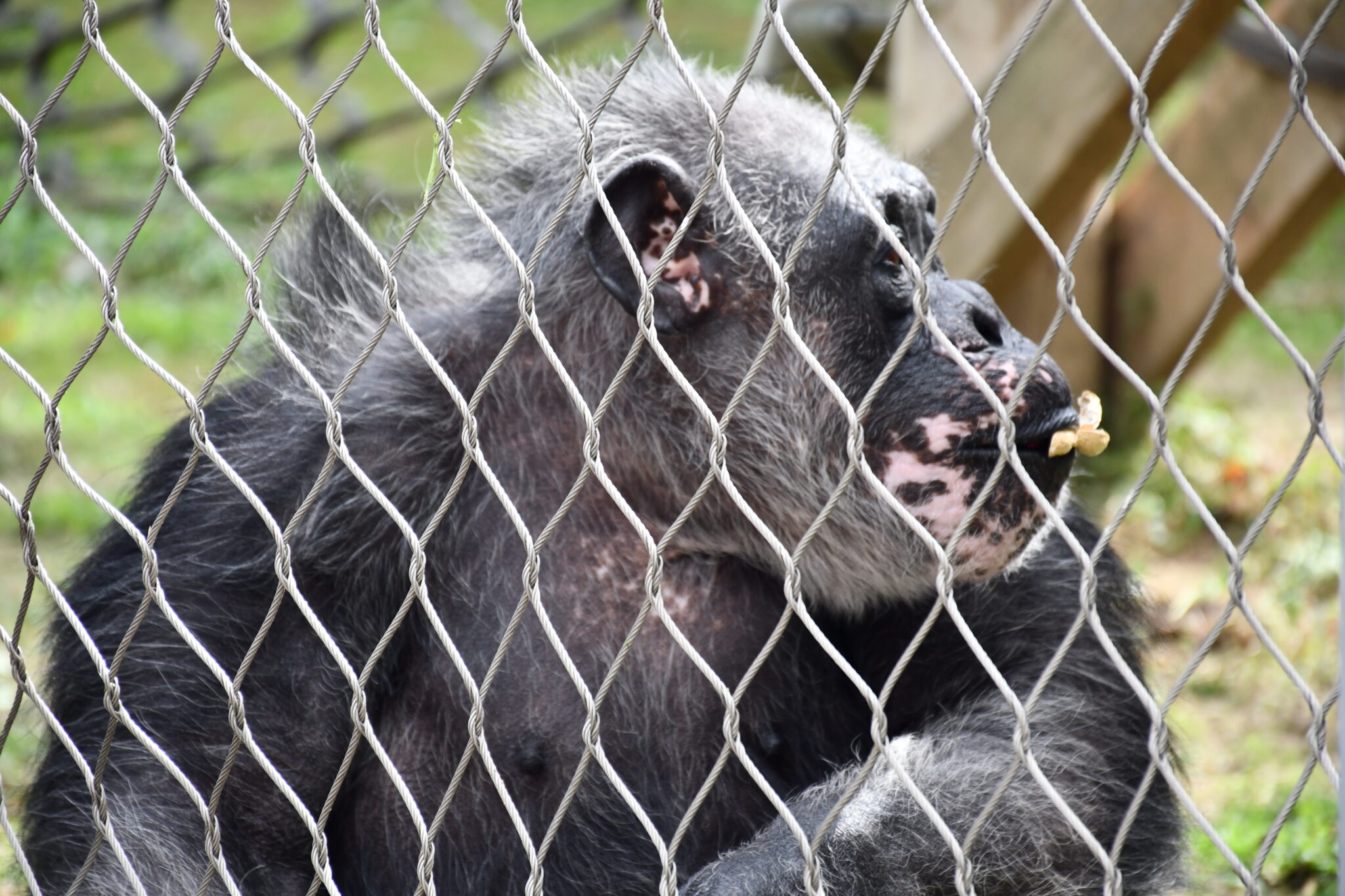 Mimi, najstarija šimpanza na svijetu živi u Zoološkom vrtu u Skoplju ...